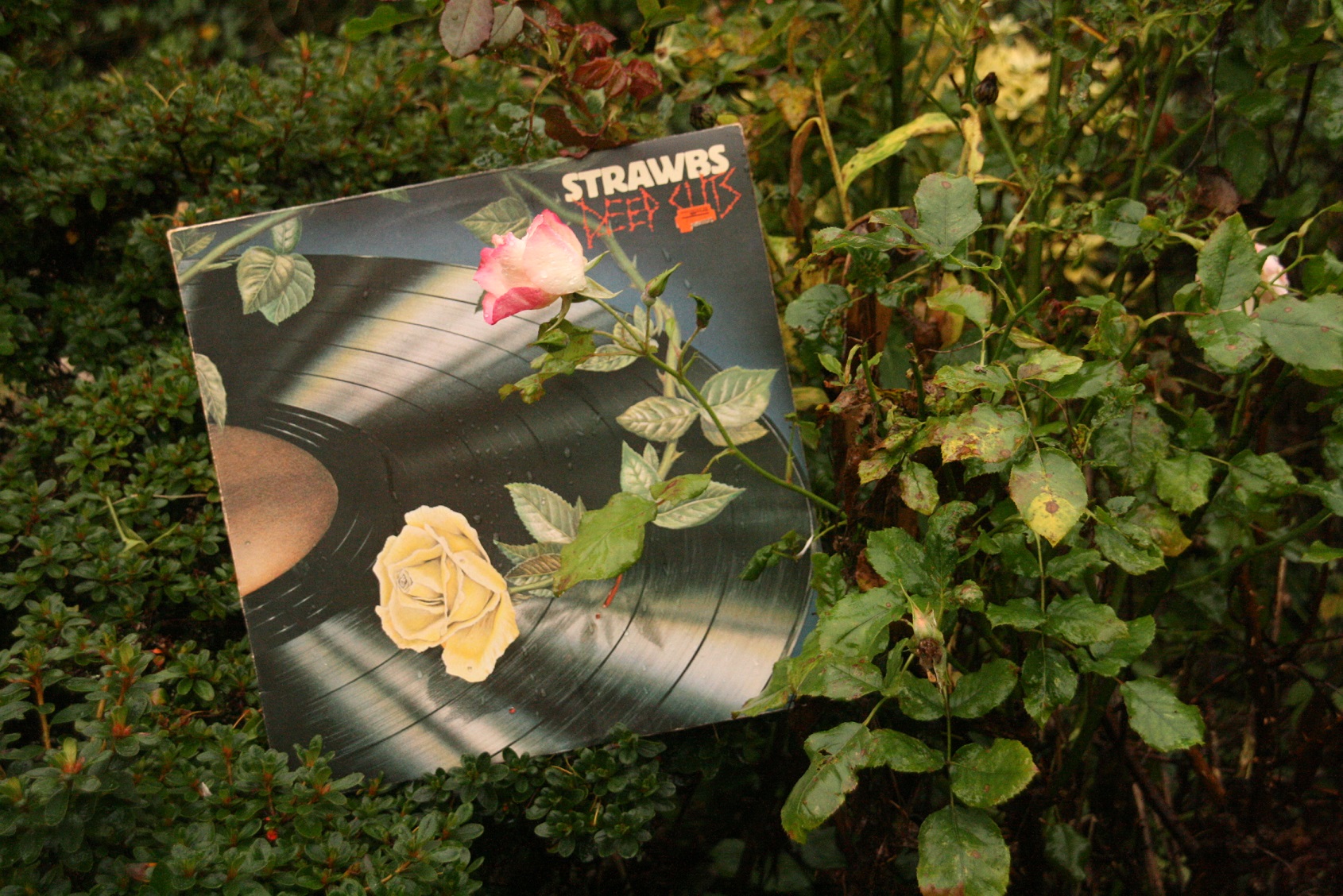 Deep Cuts and shallow scars – uneasywords